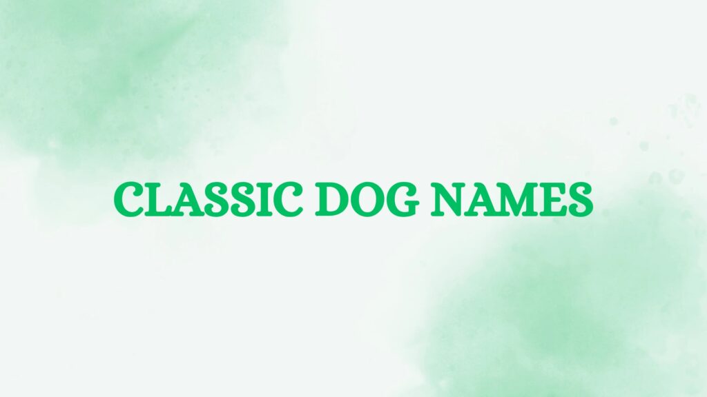 100 Unique Dog Names That Start With B